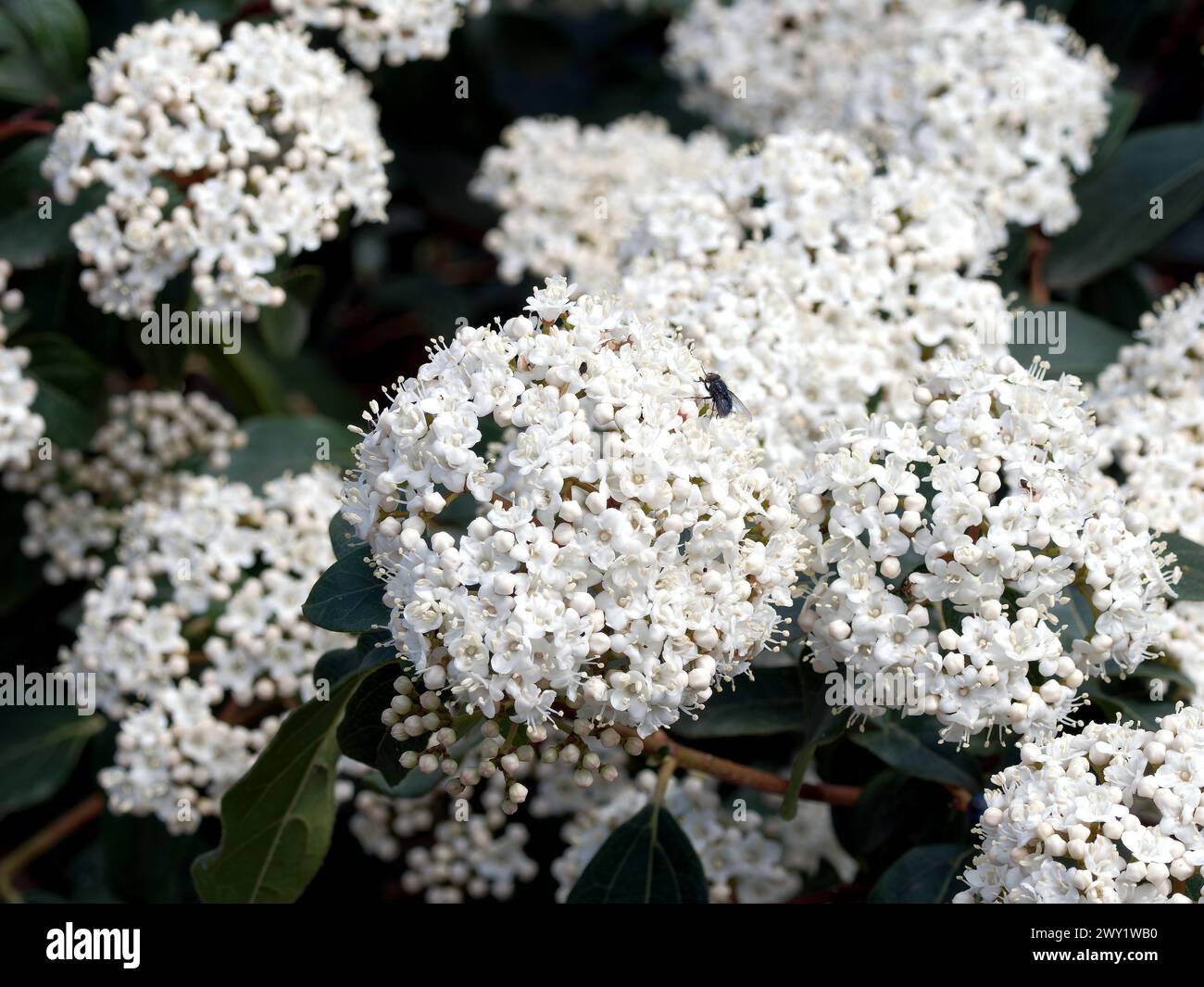 laurustinus or laurustine, Lorbeerblättriger Schneeball, Viorne tin ...