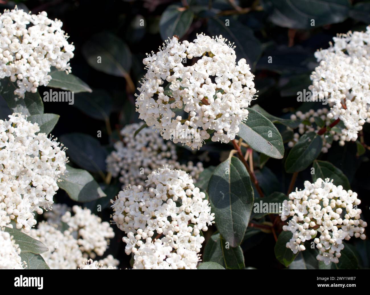 laurustinus or laurustine, Lorbeerblättriger Schneeball, Viorne tin ...