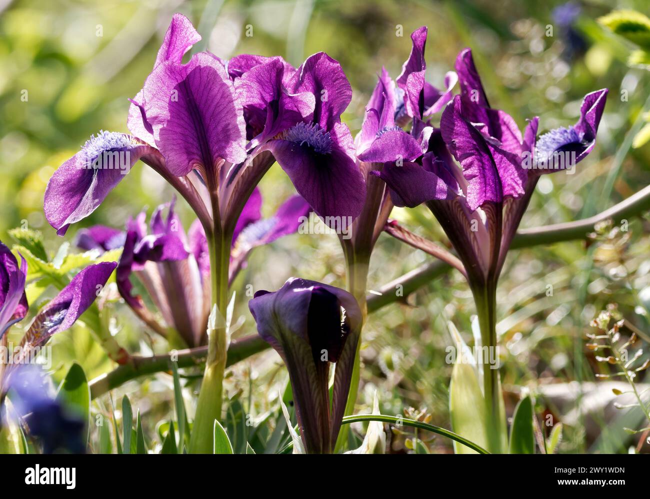 pygmy iris, dwarf iris, Zwerg-Schwertlilie, Iris nain, Iris pumila ...