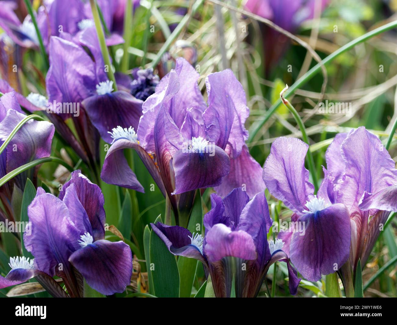 pygmy iris, dwarf iris, Zwerg-Schwertlilie, Iris nain, Iris pumila ...