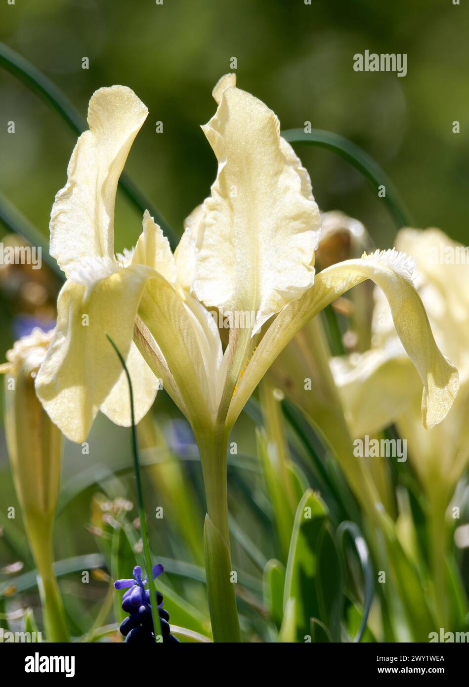 pygmy iris, dwarf iris, Zwerg-Schwertlilie, Iris nain, Iris pumila ...