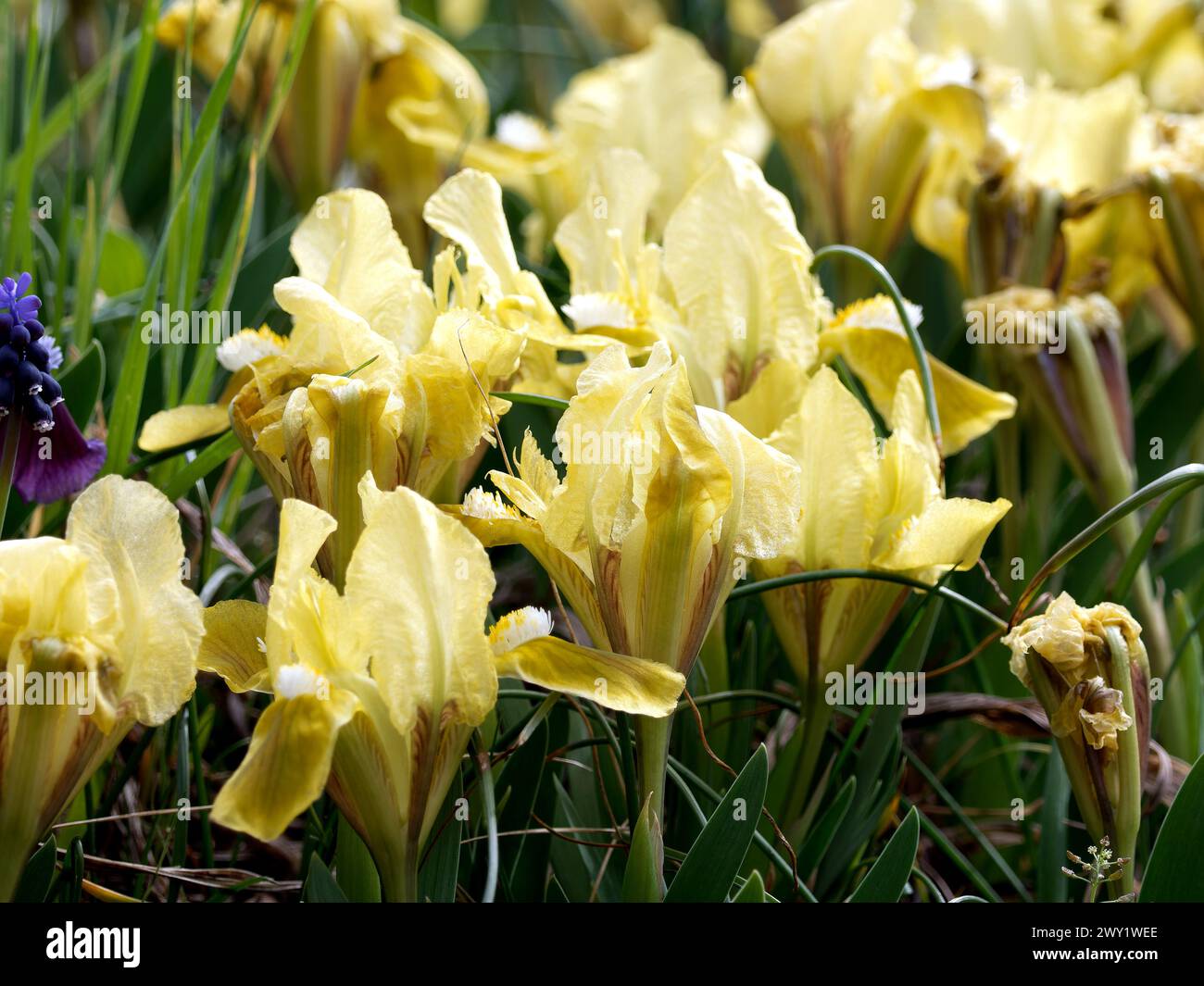 pygmy iris, dwarf iris, Zwerg-Schwertlilie, Iris nain, Iris pumila ...