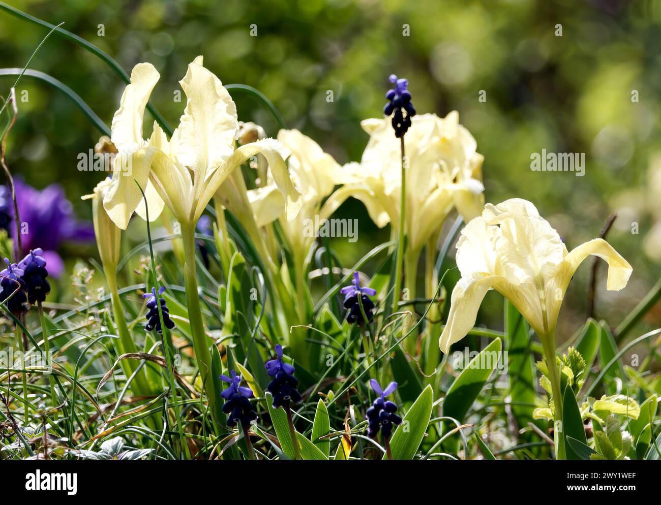 pygmy iris, dwarf iris, Zwerg-Schwertlilie, Iris nain, Iris pumila ...