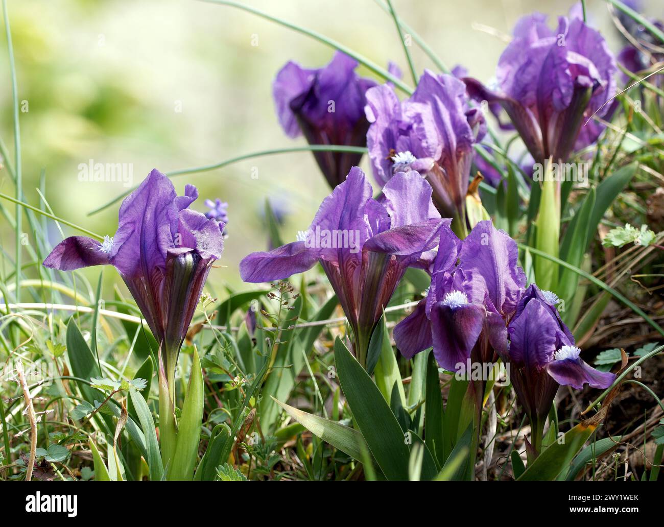 pygmy iris, dwarf iris, Zwerg-Schwertlilie, Iris nain, Iris pumila ...