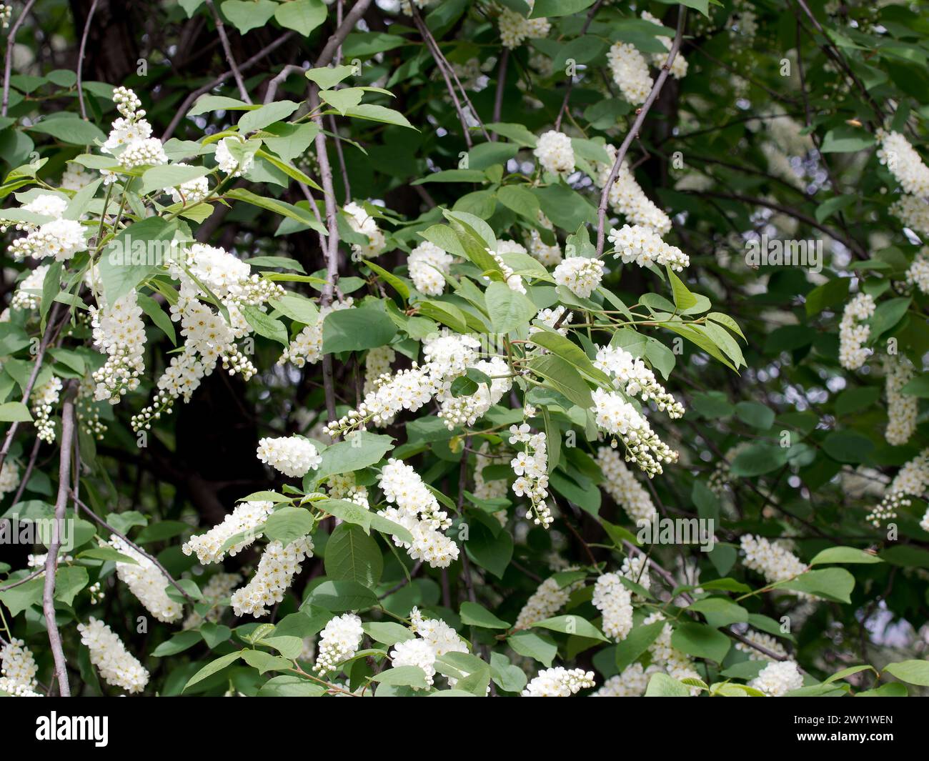 Bois puant hi-res stock photography and images - Alamy
