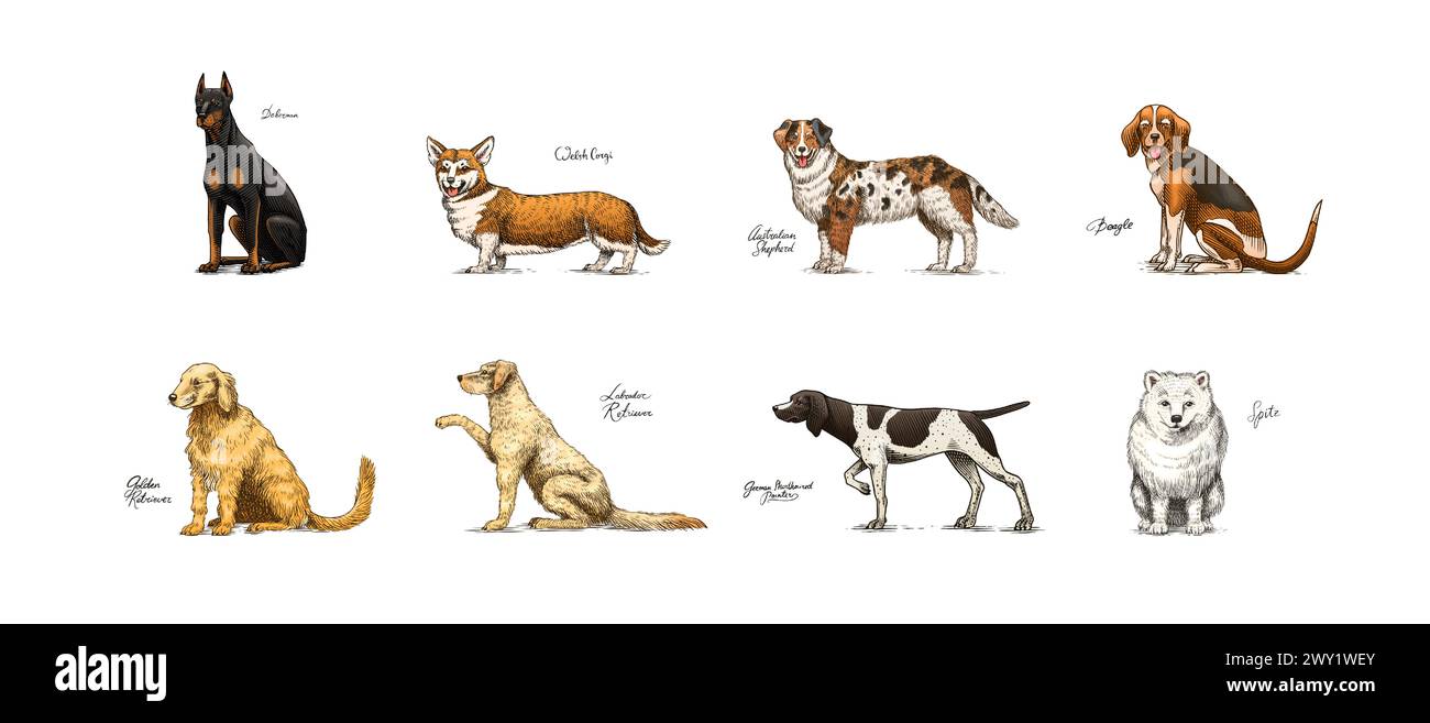 Dogs In This Drawing. Different breeds of domestic animals. Puppy ...