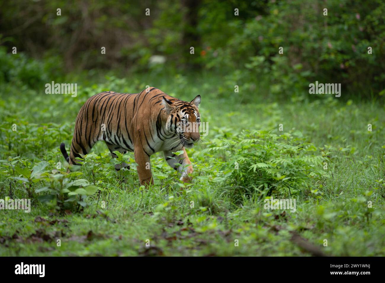 A female tiger walking through the Nagarhole National Park, India Stock ...