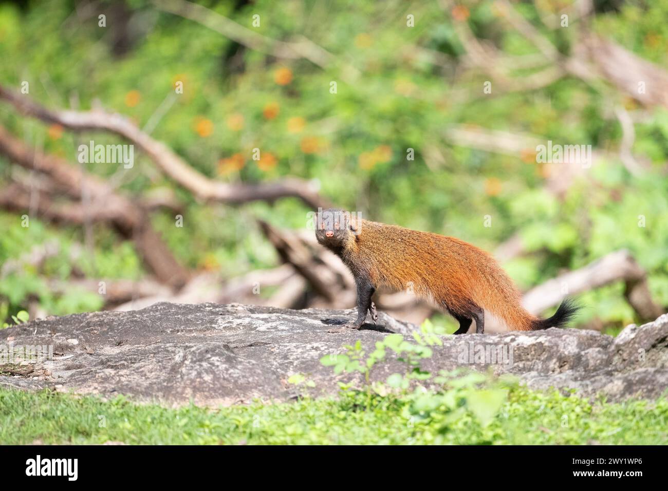Mongoose jungle hi-res stock photography and images - Alamy