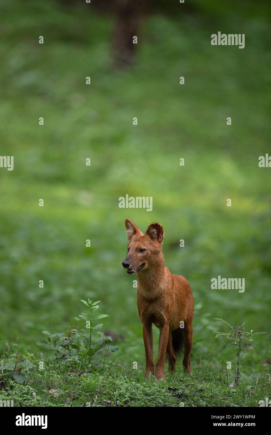 A Dhole or Asiatic Wild Dog at the Nagarhole National Park, India Stock ...