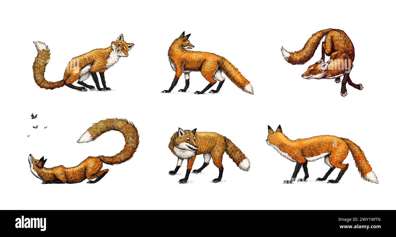Wild red fox set. Forest ginger animal flying and jumping. Vector ...