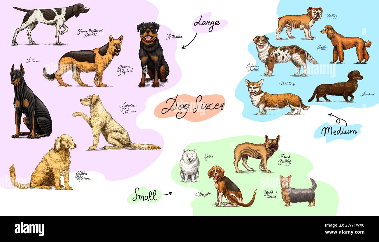 Species and breeds Stock Vector Images - Alamy
