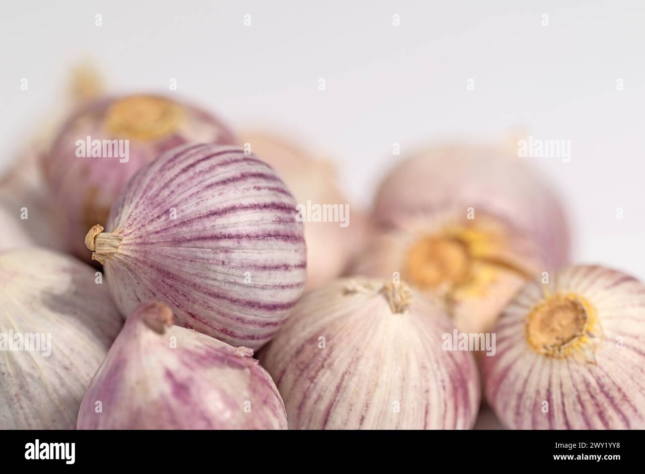 Solo garlic against a white background Stock Photo - Alamy