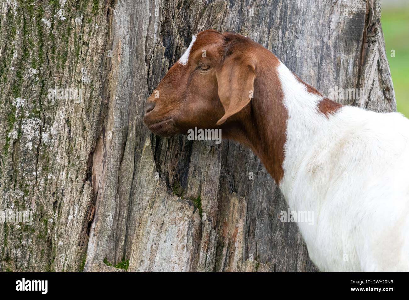 Boerbok hi-res stock photography and images - Alamy