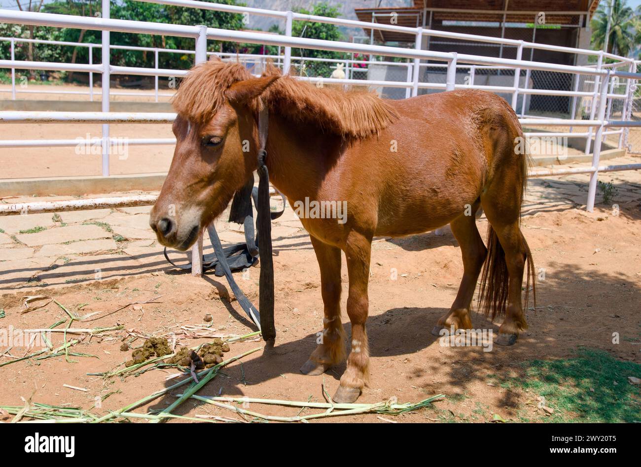 This image features a close-up portrait of a horse's head in a paddock ...