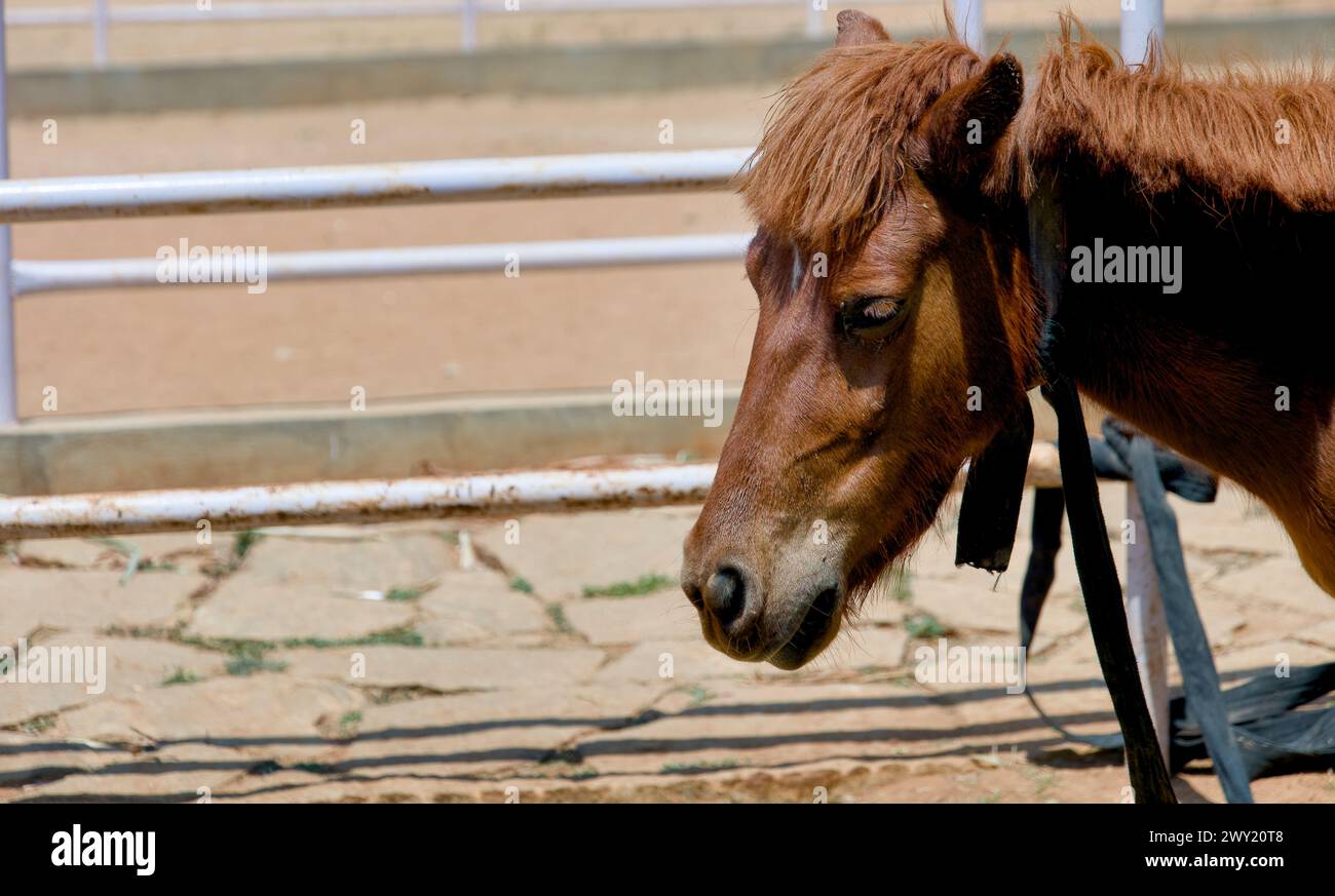 The horse's details are in sharp focus, capturing its expression and ...