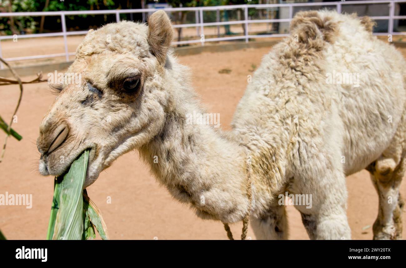 A close-up photo of a camel's face in soft focus, with blurred green ...