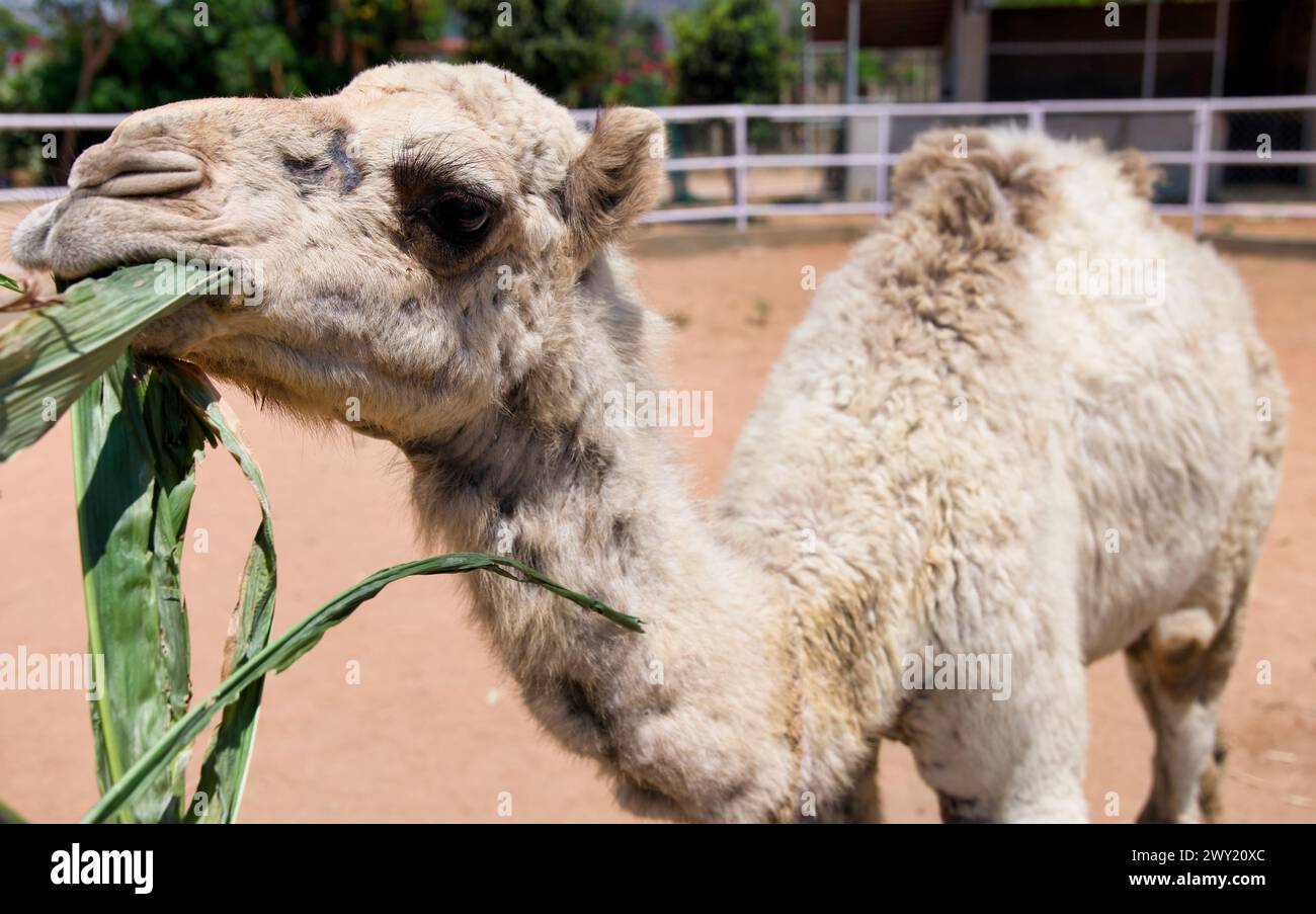A close-up photo of a camel's face with a blurred zoo background ...