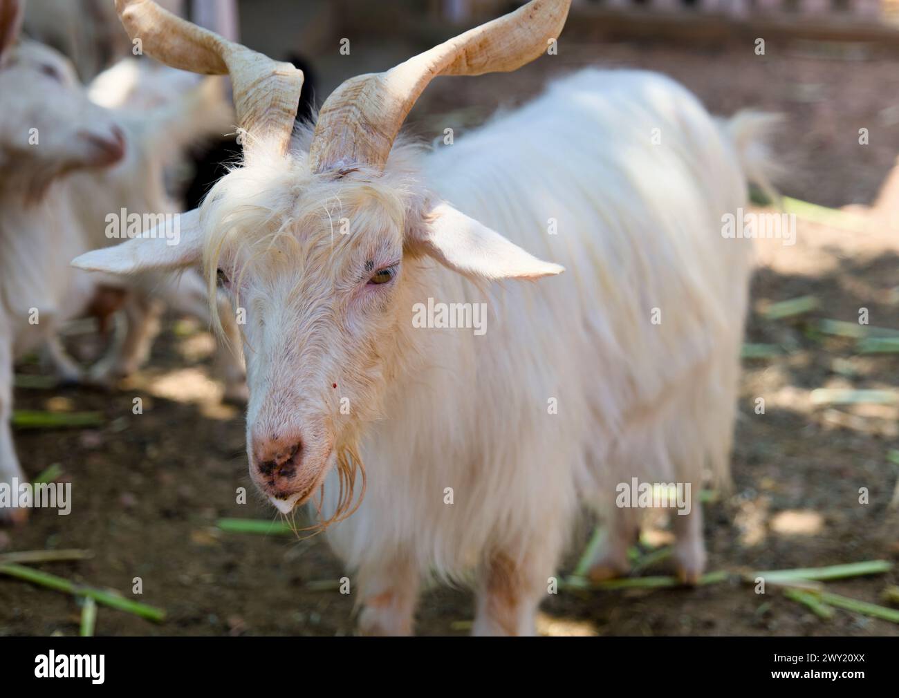 Nannny goat hi-res stock photography and images - Alamy