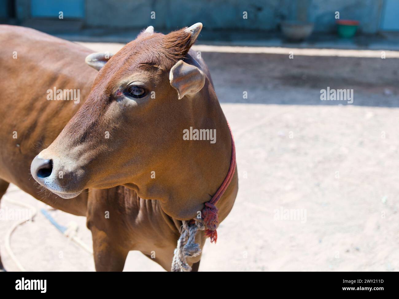China milk the cow hi-res stock photography and images - Alamy