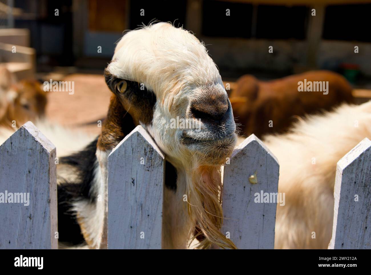 A close-up portrait of a brown and white goat with a friendly ...