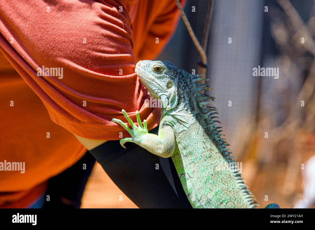 A close-up photo of a green iguana perched calmly in a man's hands ...