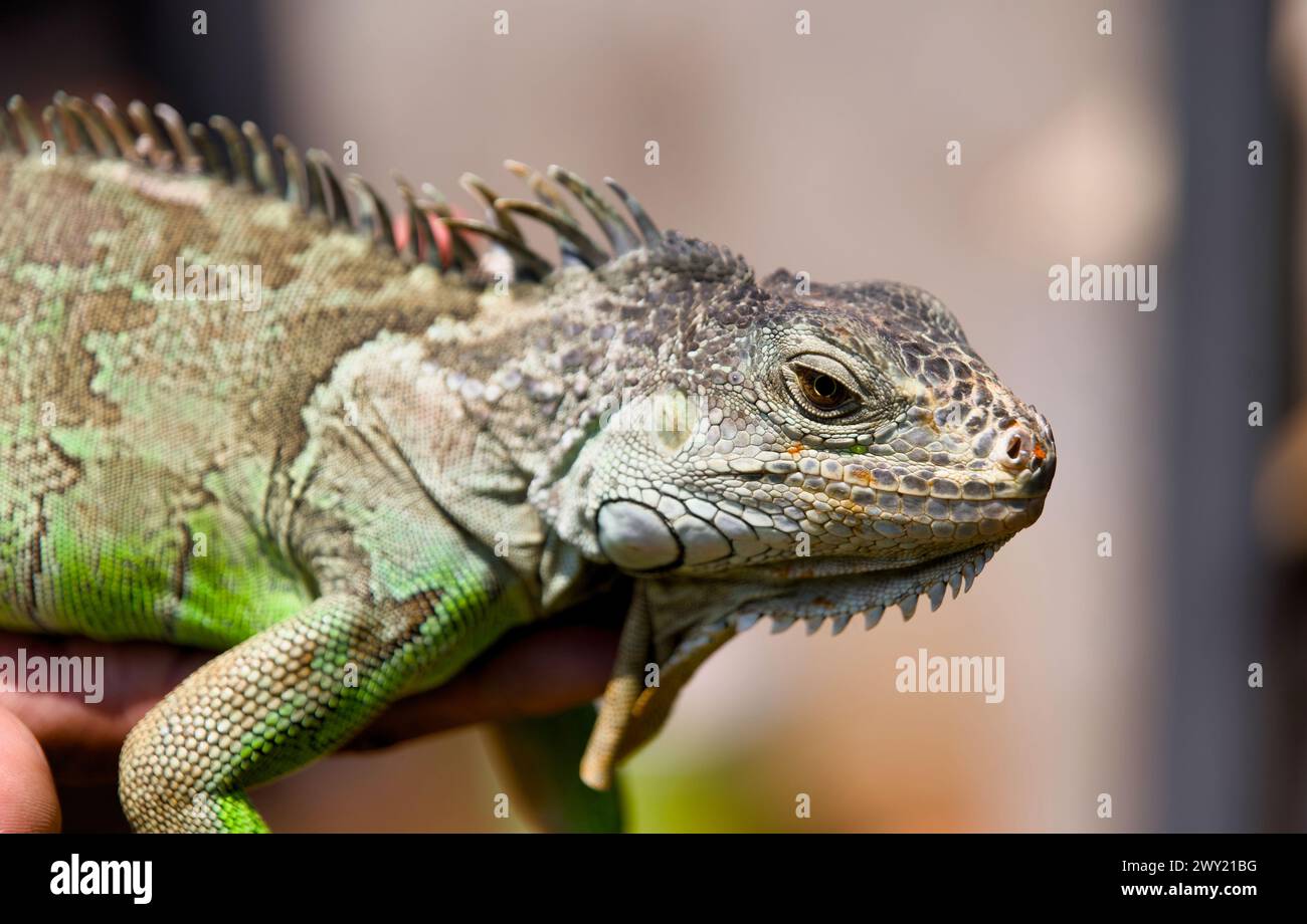 is close-up portrait of a green iguana reveals its textured green ...