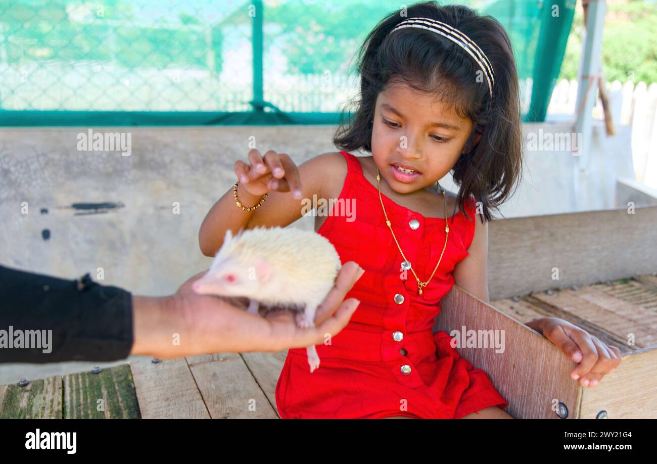 A young girl at the zoo kneels down to gently pet a curious hedgehog. The little girl's face is ...