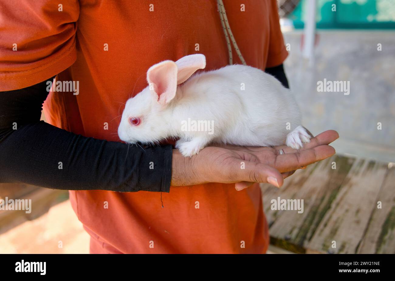 A close-up photo of a person's hands gently cradling a fluffy rabbit ...
