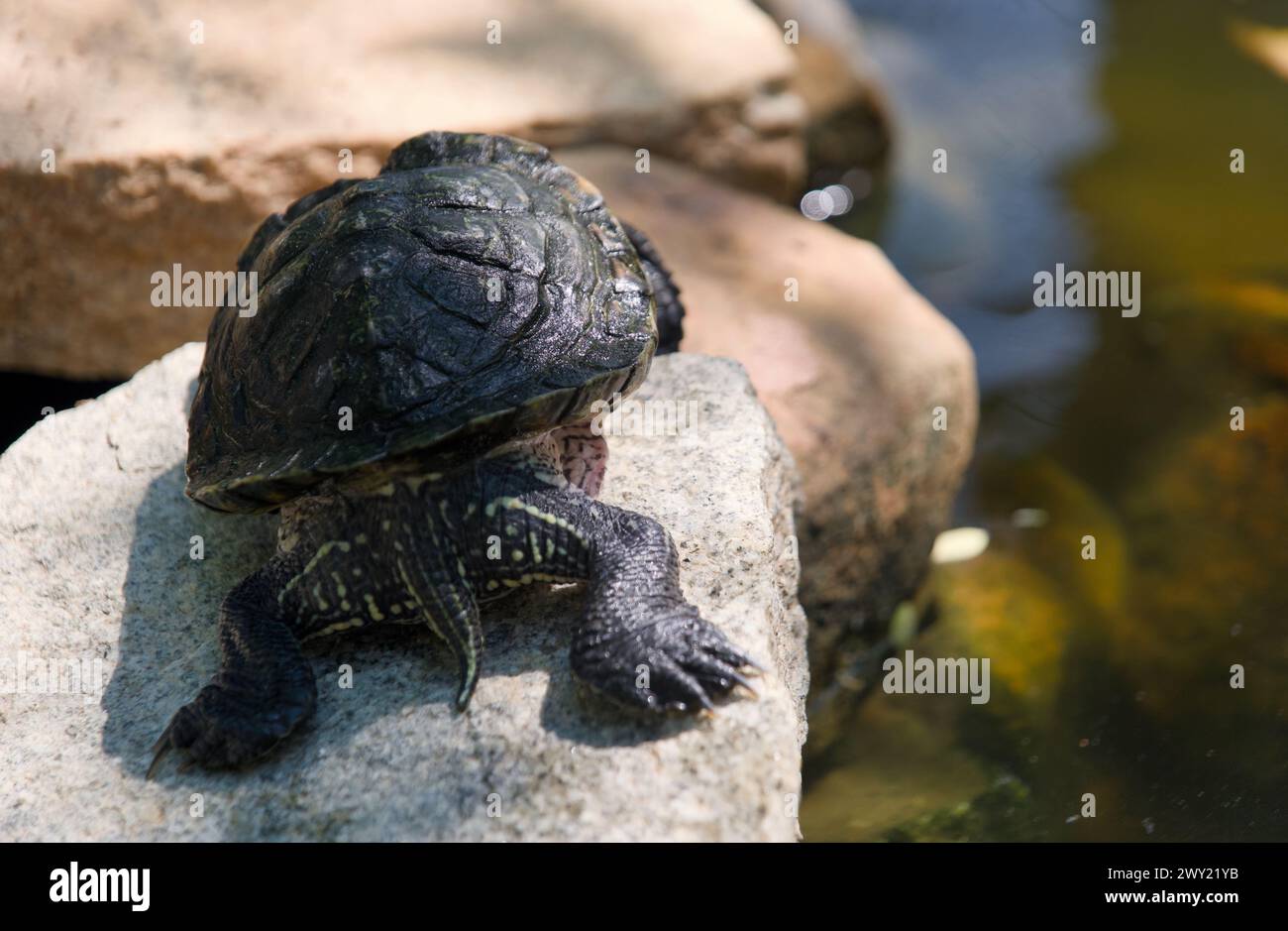 A close-up photo of a turtle perched on a moss-covered rock in a park ...