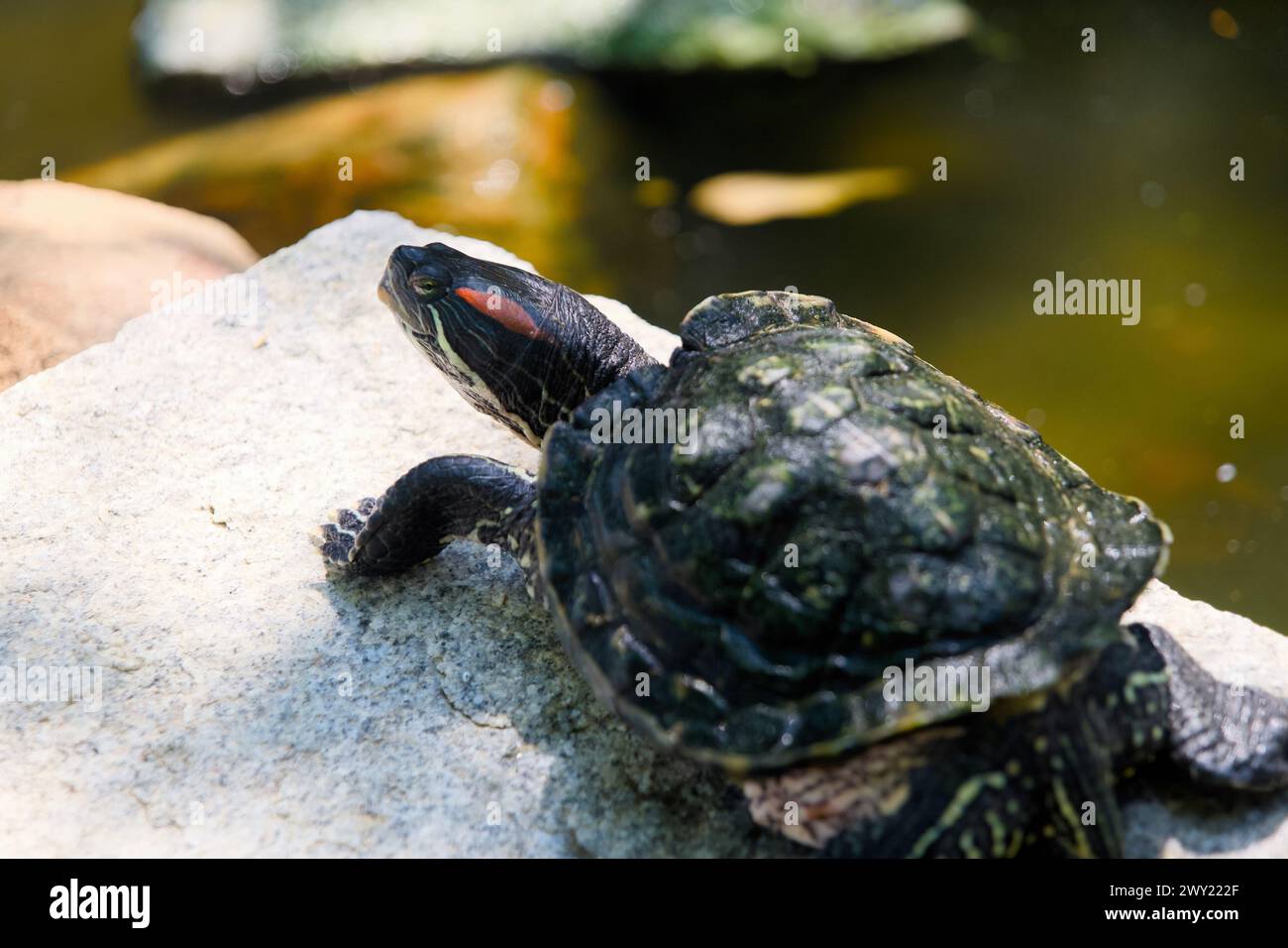 A detailed portrait of a red-eared slider turtle, showcasing of un even ...