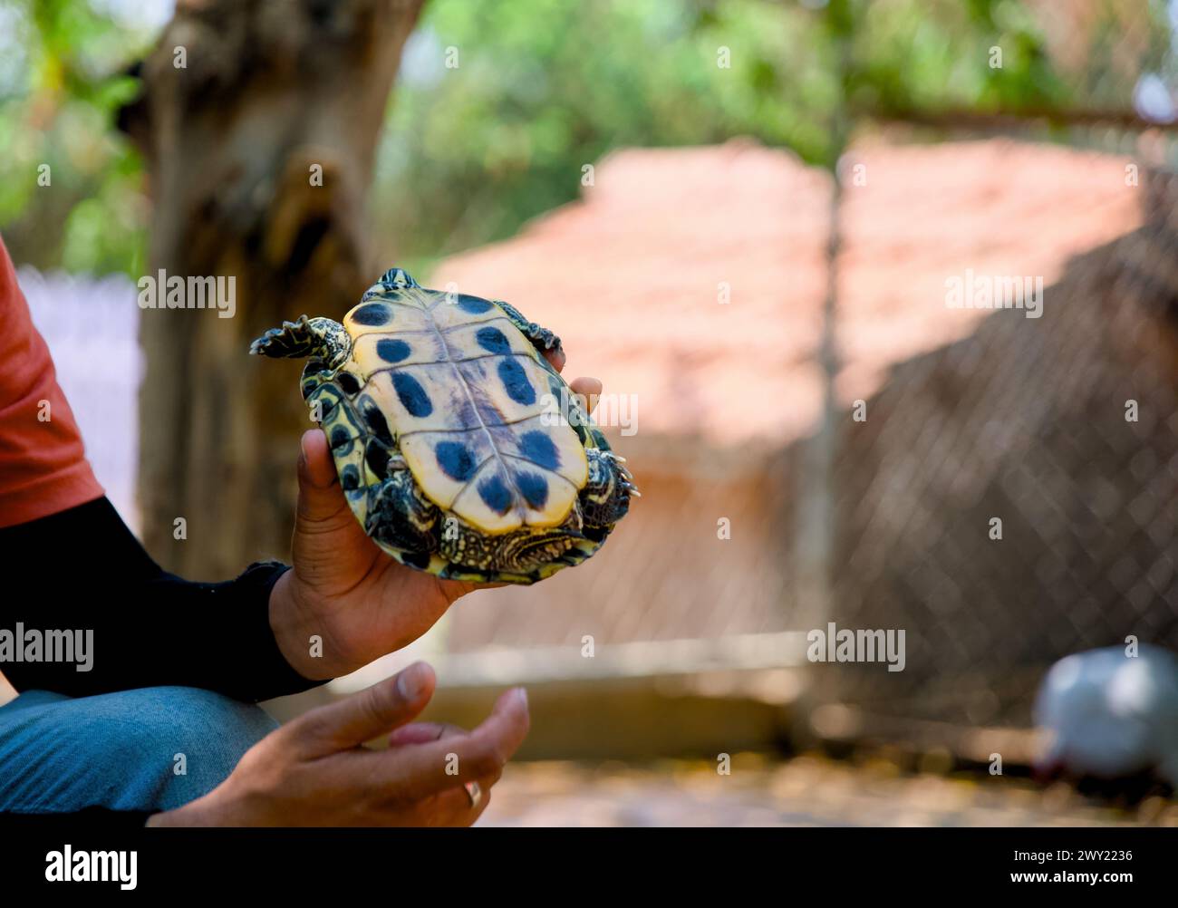 A close-up of a man's hand carefully cupping a small turtle, with a ...