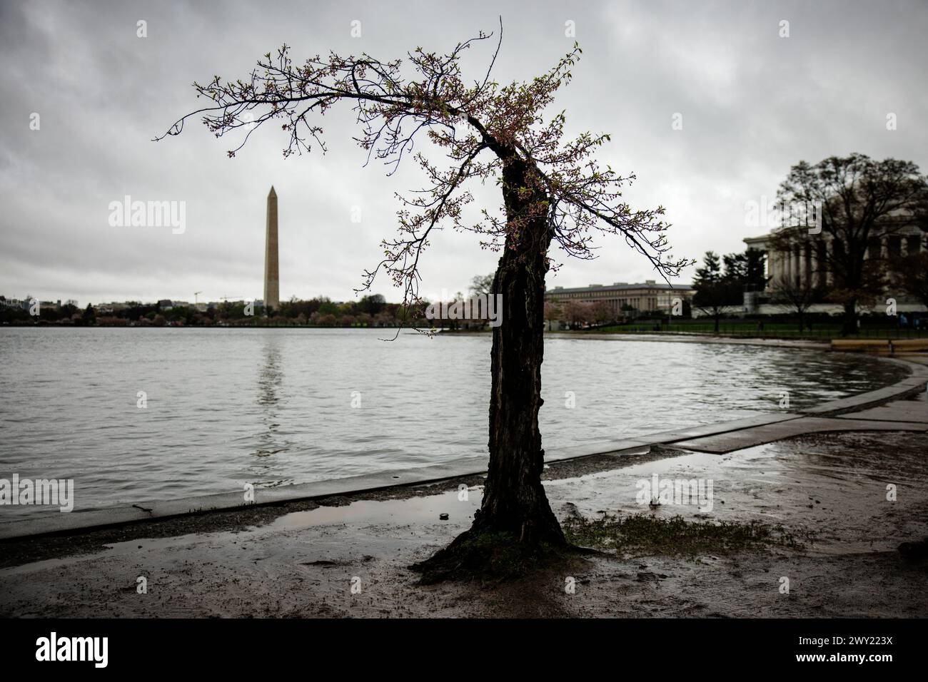 Stumpy cherry tree hi-res stock photography and images - Alamy