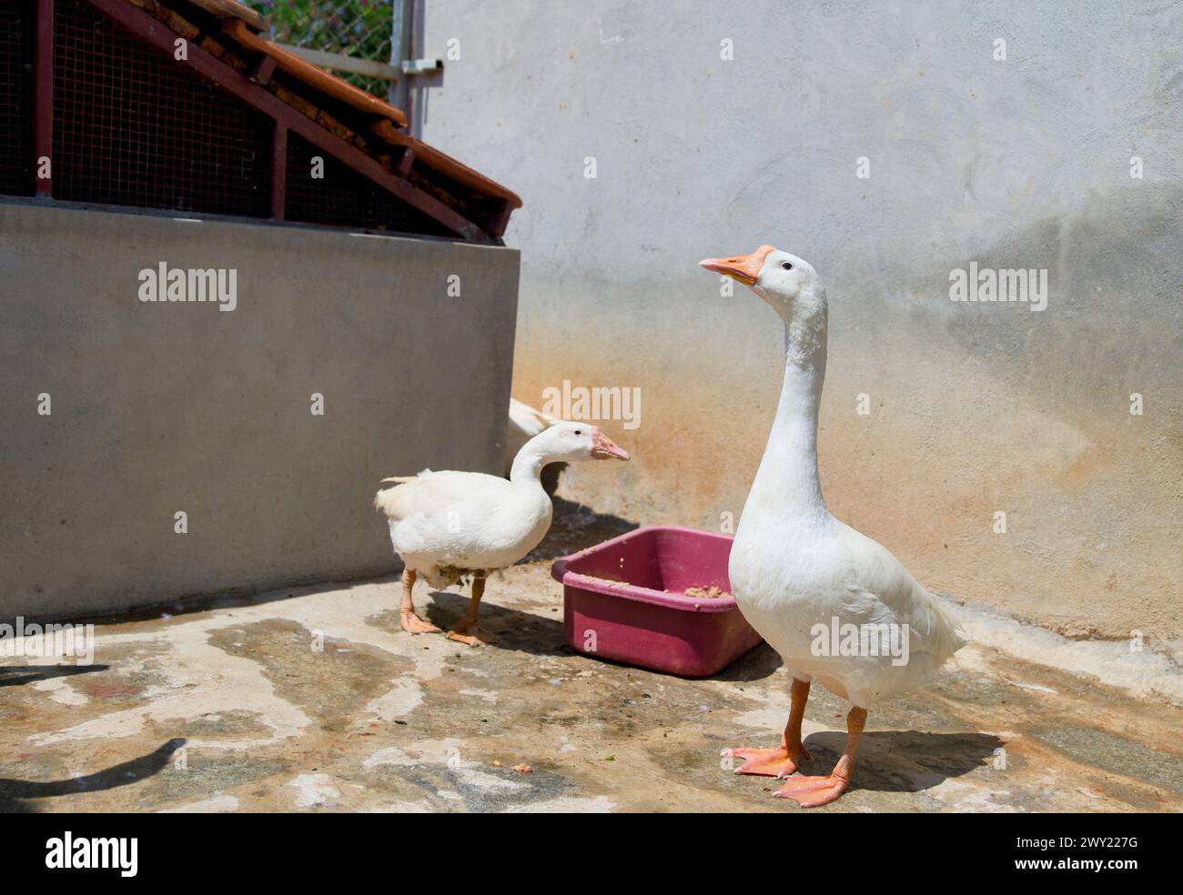 Two white geese with orange beaks rest inside a chicken wire enclosure ...