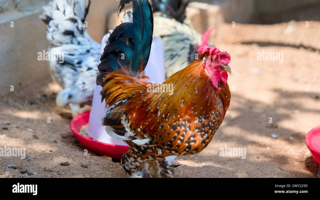 A brightly colored rooster with a sharp focus, standing proudly on a ...