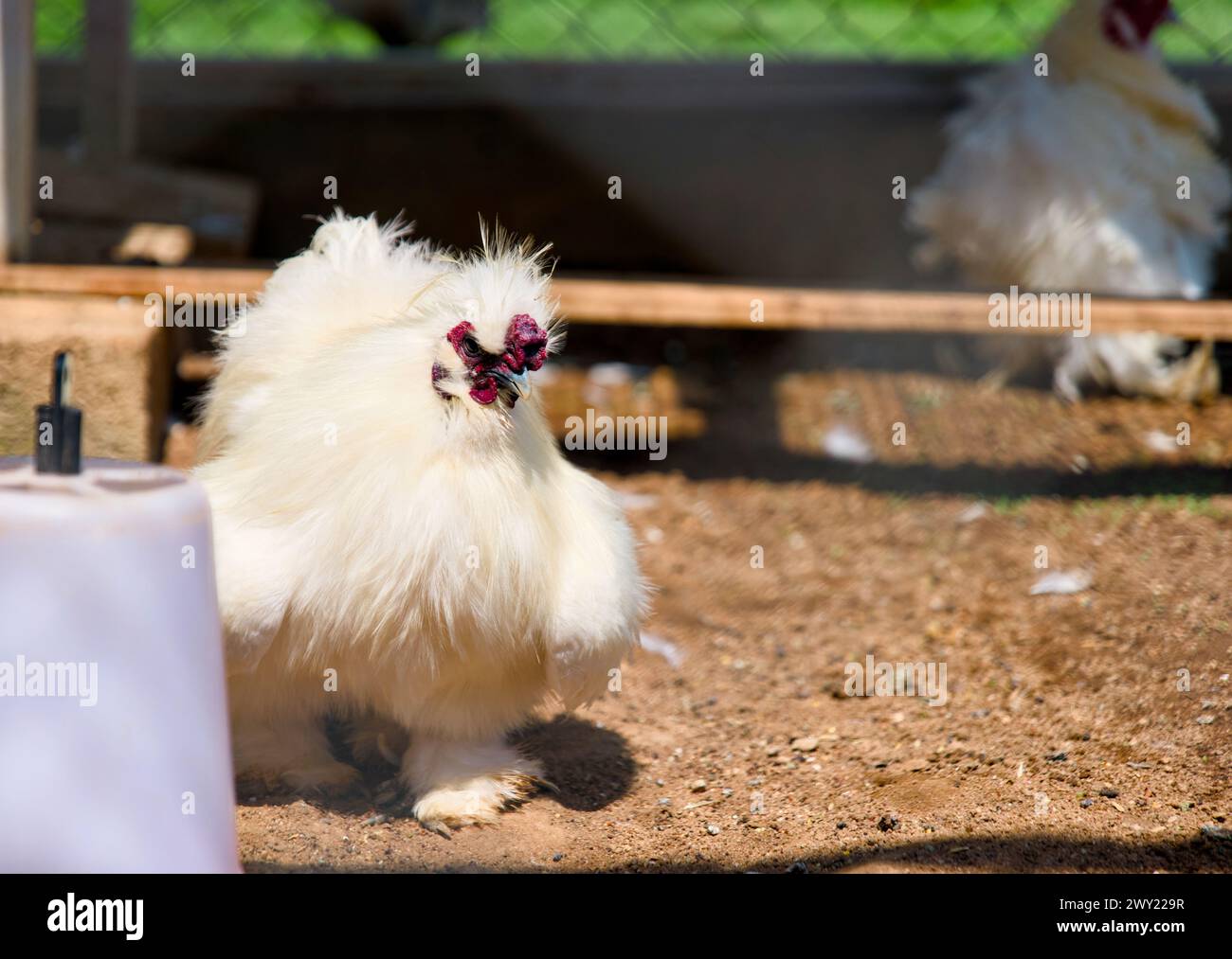 A captivating close-up photo of a white chicken on a farm, with a ...