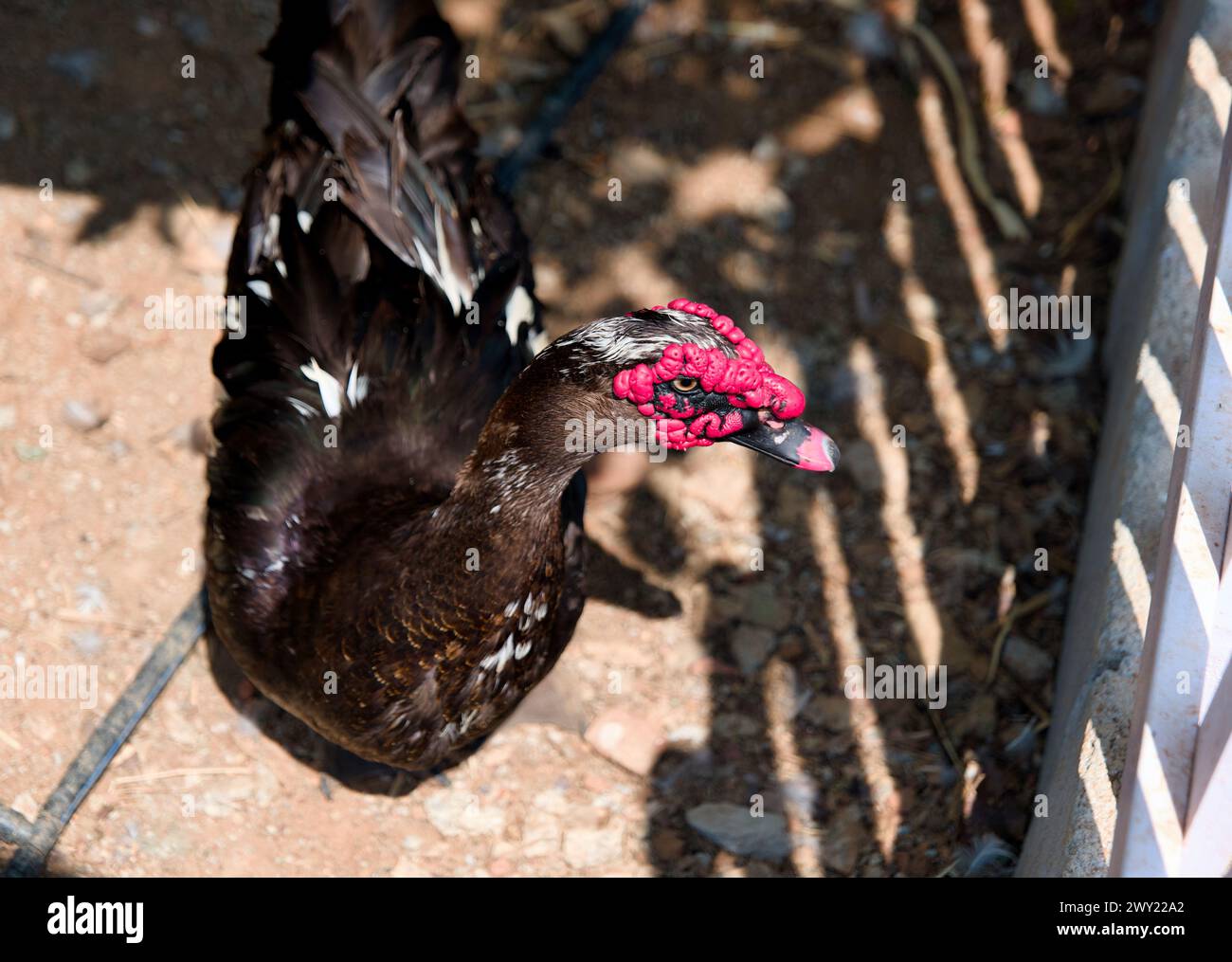 A close-up photo of a Muscovy duck's head, highlighting its glossy ...