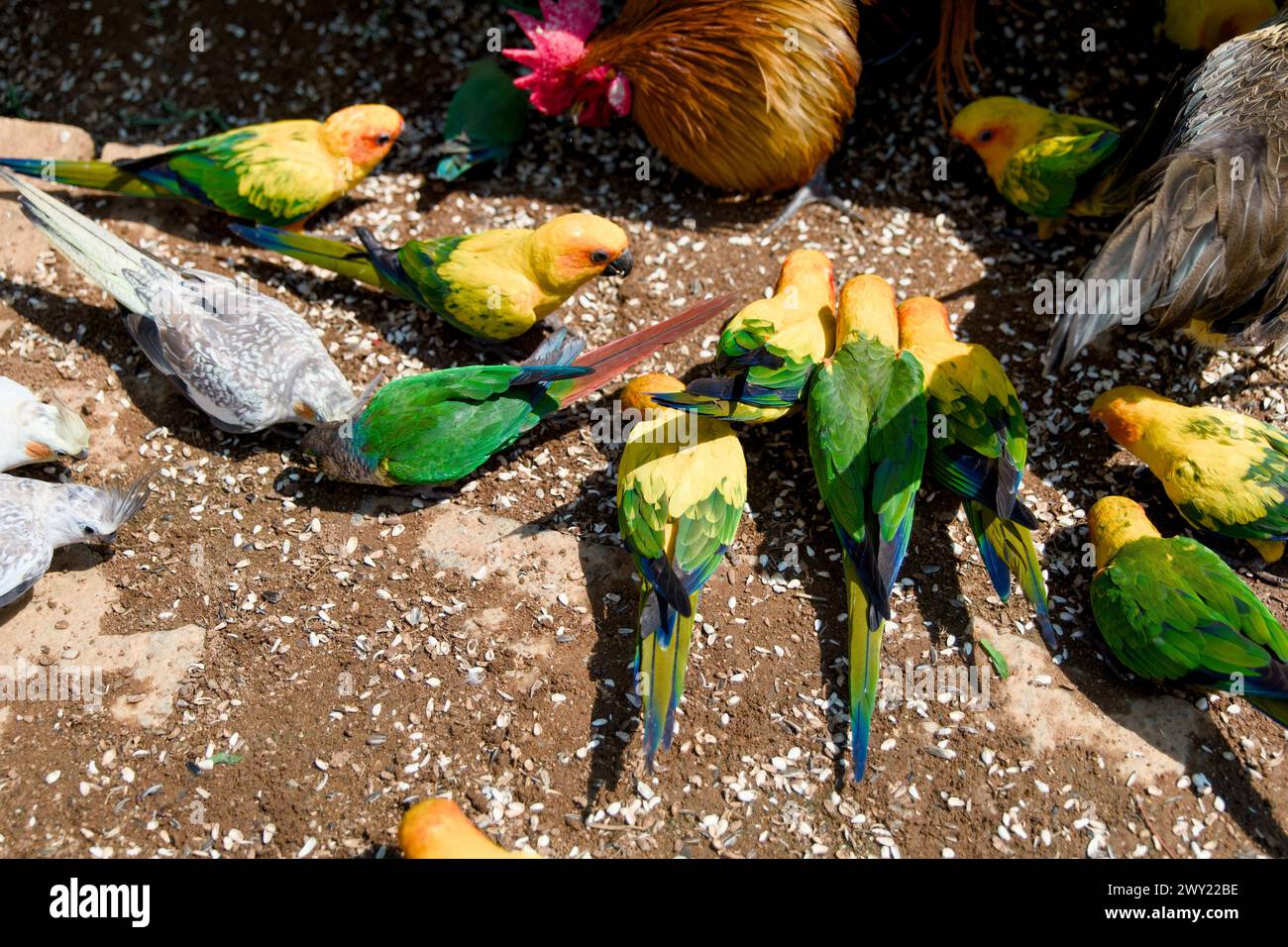 Vibrant parrots of various breeds gather on the ground to feast on a ...