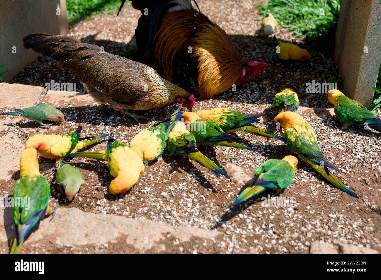 Vibrant parrots of various breeds gather on the ground to feast on a ...