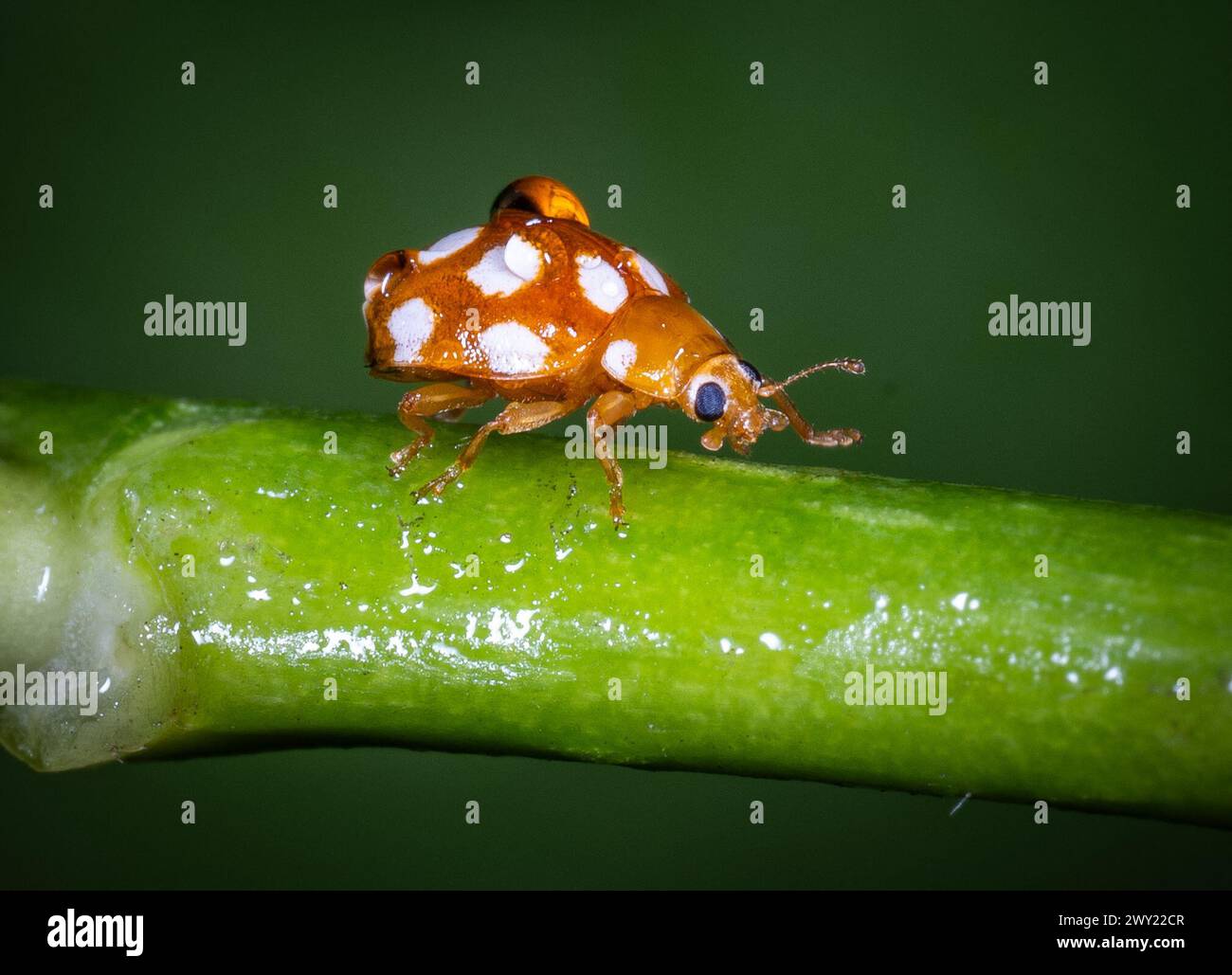 Paris, France. 03rd Apr, 2024. Various views of the Asian lady beetle ...