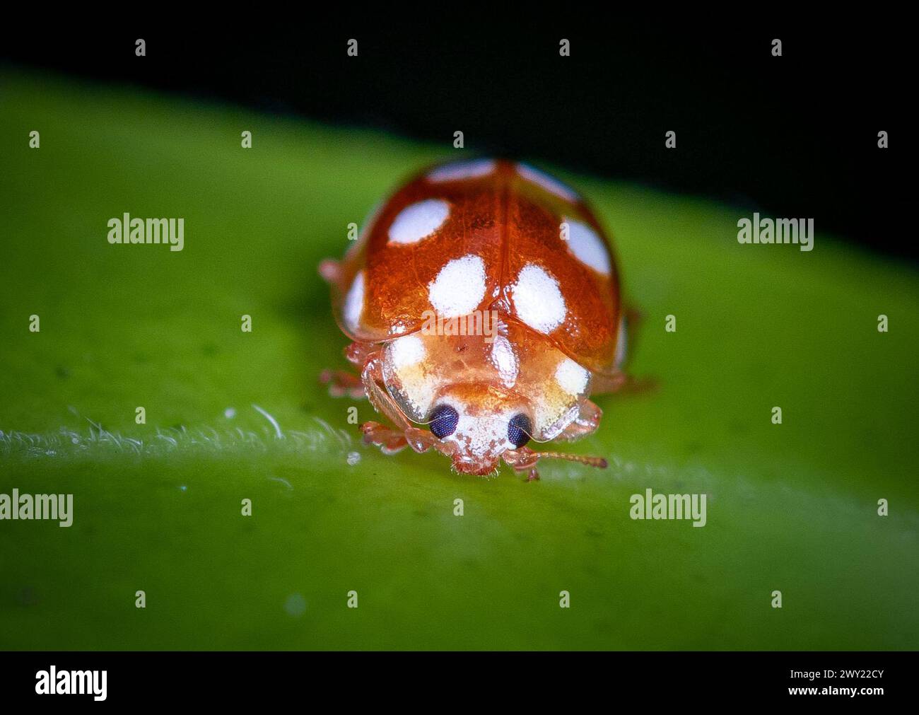 Various views of the Asian lady beetle ( Harmonia axyridis ...