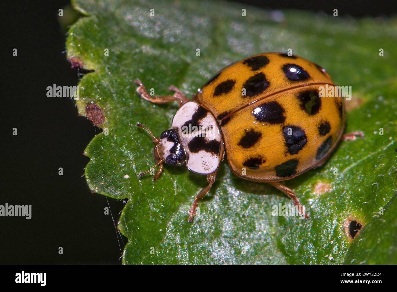 Paris, France. 03rd Apr, 2024. Various views of the Asian lady beetle ...