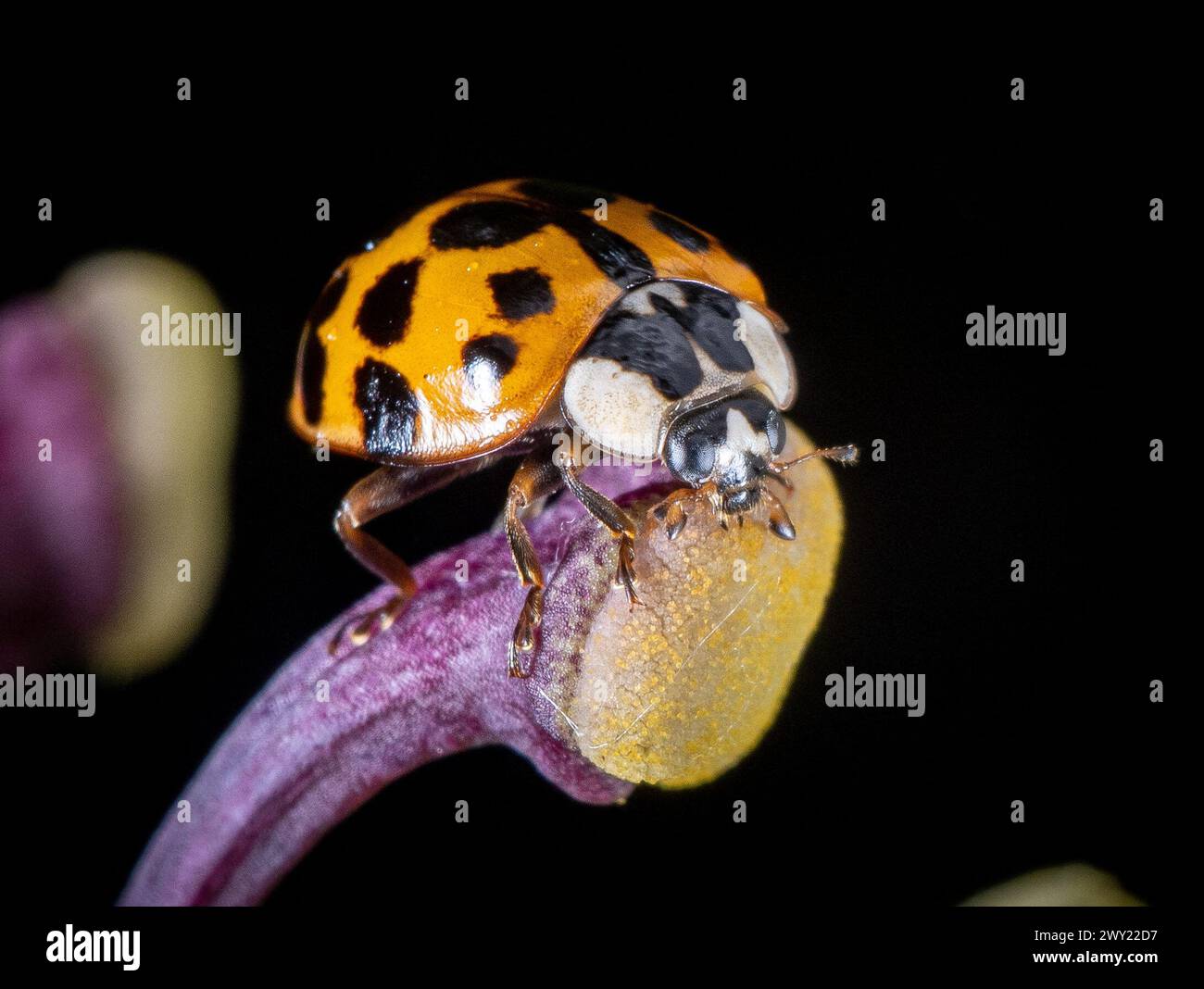 Various views of the Asian lady beetle ( Harmonia axyridis ...