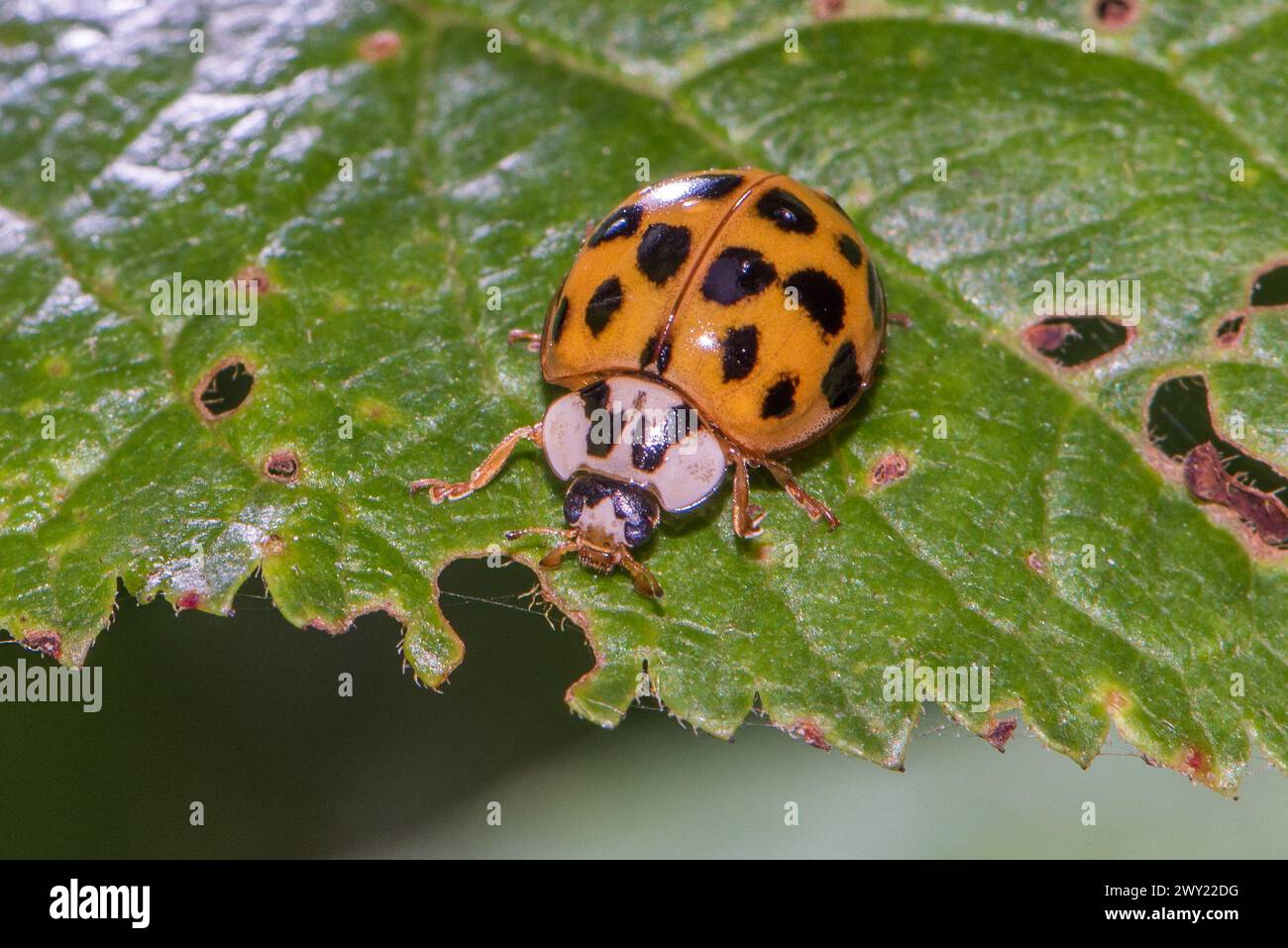Paris, France. 03rd Apr, 2024. Various views of the Asian lady beetle ...