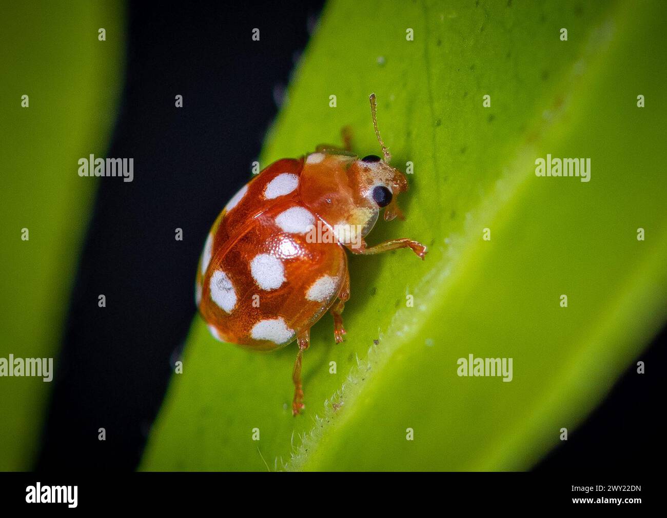 Paris, France. 03rd Apr, 2024. Various views of the Asian lady beetle ...