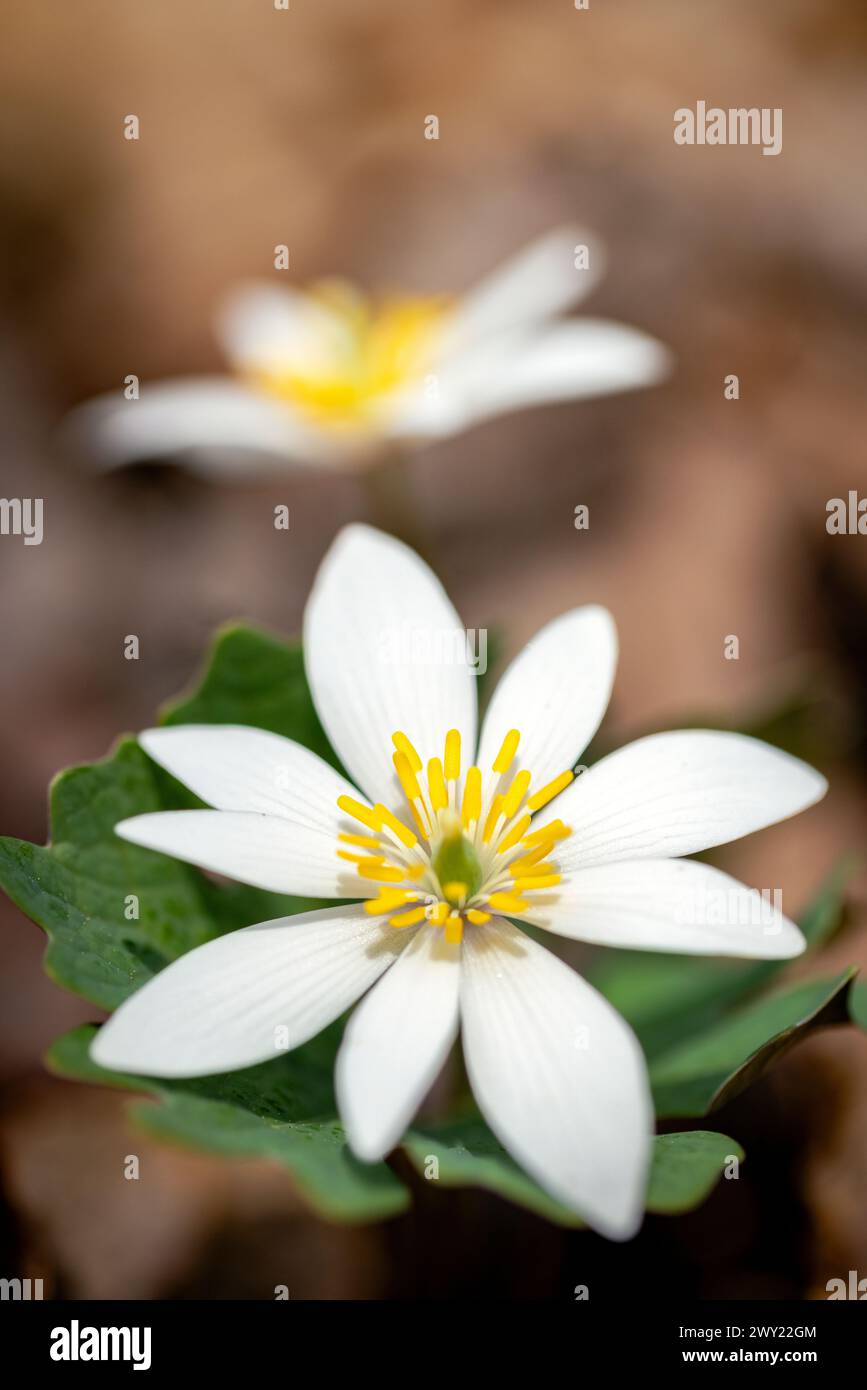 Bloodroot flower (Sanguinaria canadensis) - Pisgah National Forest ...