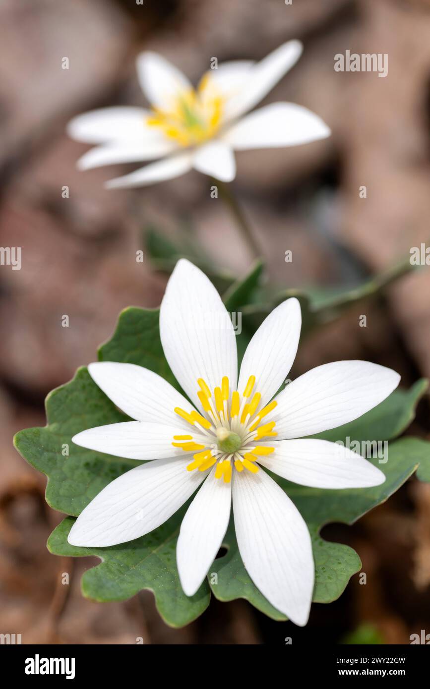 Bloodroot flower (Sanguinaria canadensis) - Pisgah National Forest ...