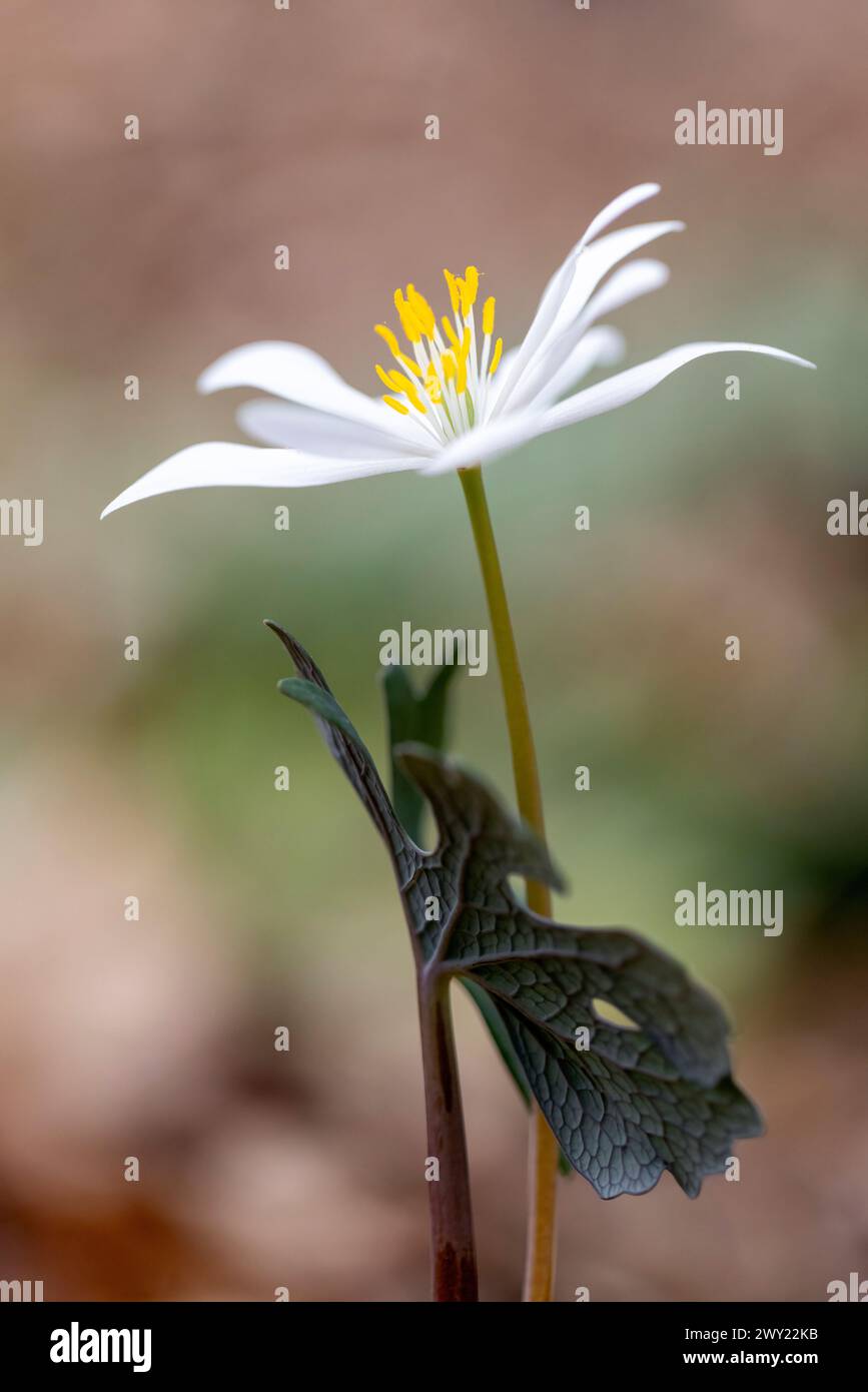 Bloodroot flower (Sanguinaria canadensis) - Pisgah National Forest ...