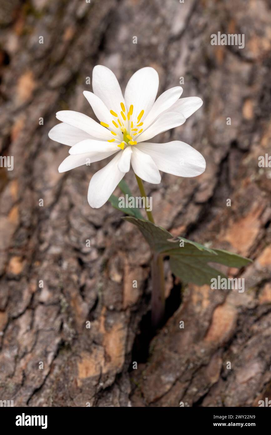 Bloodroot flower (Sanguinaria canadensis) - Pisgah National Forest ...