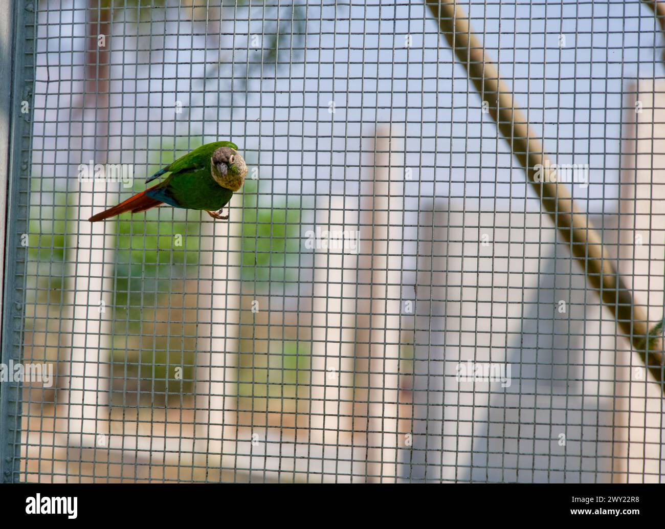 A close-up portrait of a beautiful green parrot with bright feathers ...