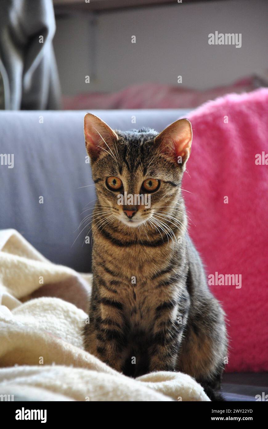 A mour kitten Stock Photo - Alamy